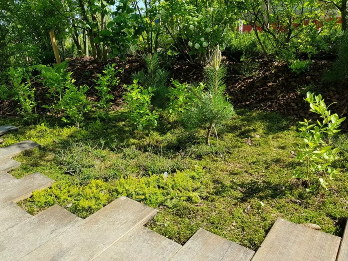 50 nuances de vert: Garden Design, Inspiré des Polesk Swamps 234_7