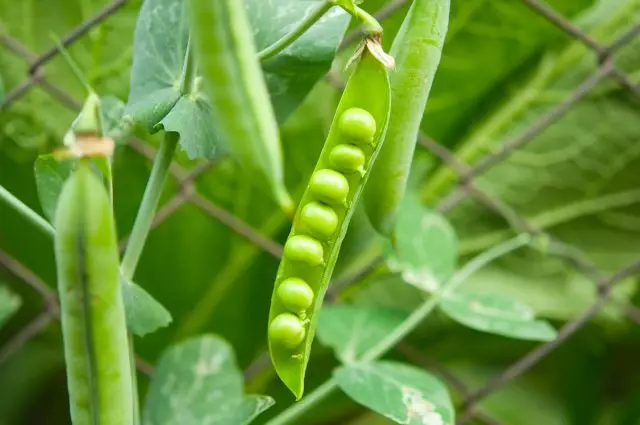 Kacang polong tuwuh ing sawah