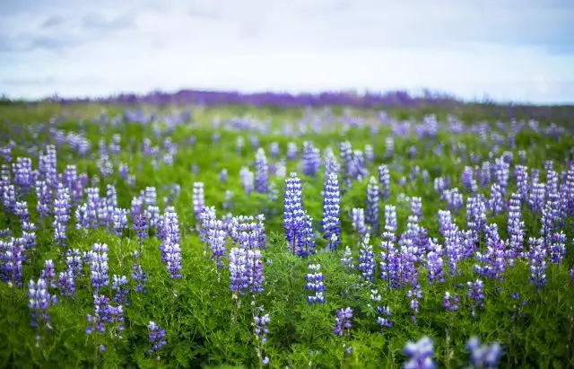 ធម្មជាតិ Lupine ដ៏អស្ចារ្យក្នុងកំឡុងពេលធ្វើដំណើរអ៊ីស្លង់នៅរដូវក្តៅ