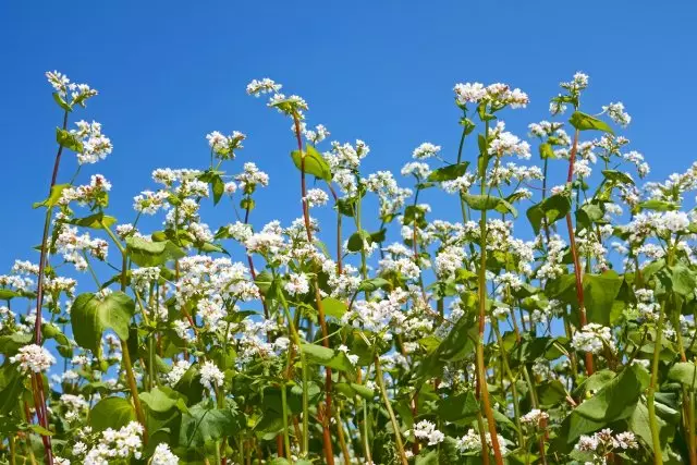 Kikundi cha mimea ya buckwheat ya maua karibu-juu ya nyuma ya anga ya bluu isiyo na mawingu