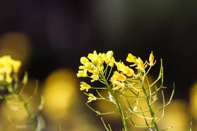 Mustard Mustard (Brassica Rapa) li zeviyê