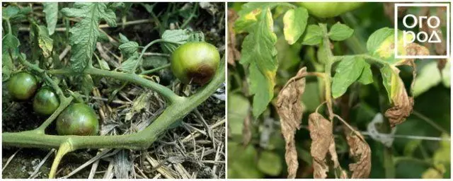 Phytoofluorosis tomatoes