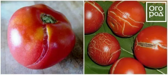 Cracking fruit of tomatoes