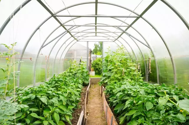 Inside Plastic Hortictture Greenhouse