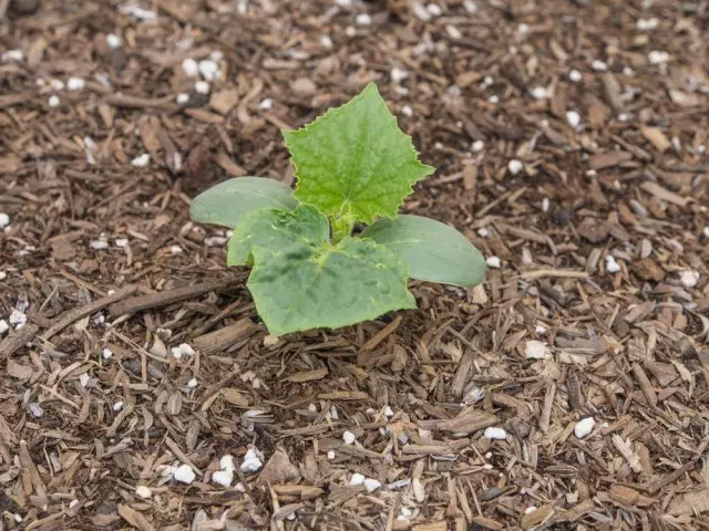 Mulch på en have med agurk