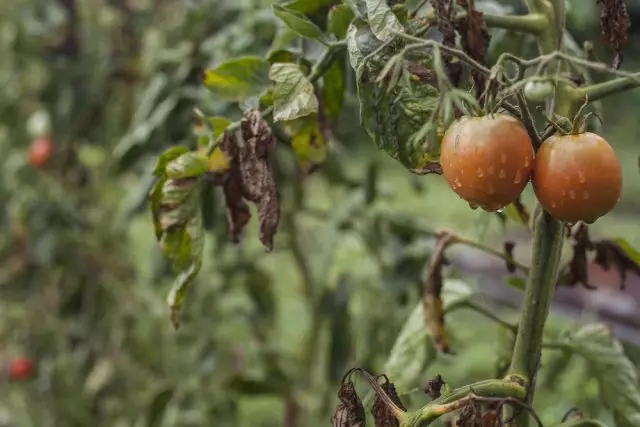 Pacientoj kun tomatoj