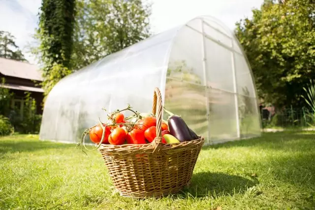 Vintage vegetables mula sa greenhouse.