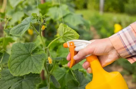 Hoe om planten in de kas te zorgen 2376_16