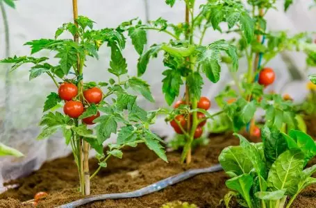 Hoe om planten in de kas te zorgen 2376_21