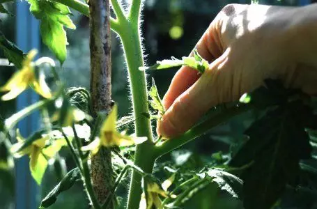 Kif tieħu ħsieb il-pjanti f'effett ta 'serra 2376_22