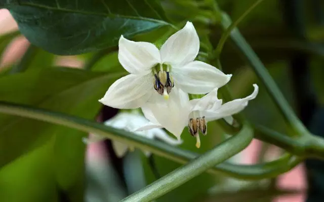 Baklazhanov Flower.