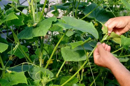 Kif tieħu ħsieb il-pjanti f'effett ta 'serra 2376_26