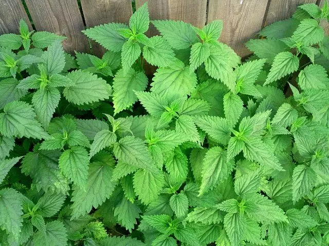 Nettle.