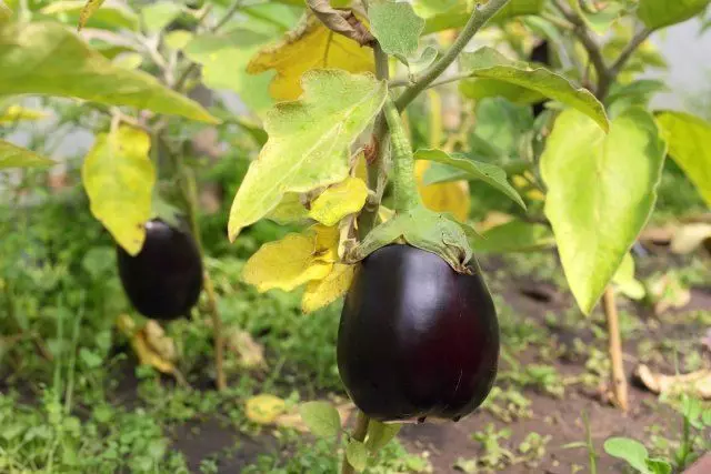 Aubergines met vergeelde bladeren