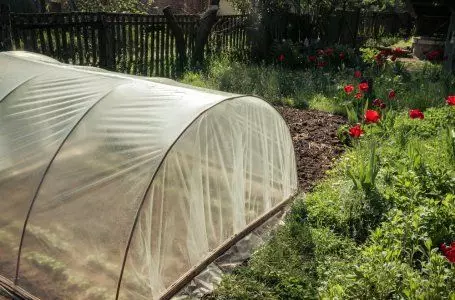 Hoe om planten in de kas te zorgen 2376_4