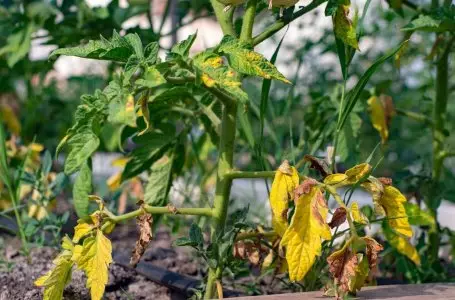 Hoe om planten in de kas te zorgen 2376_41