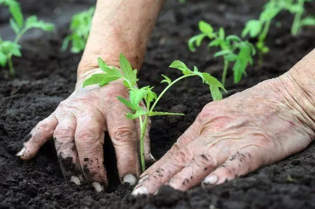 Het planten van tomaten