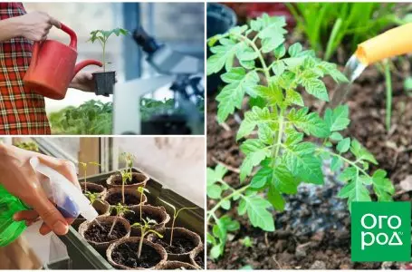 Hoe om planten in de kas te zorgen 2376_8