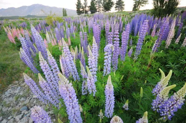 Lupine