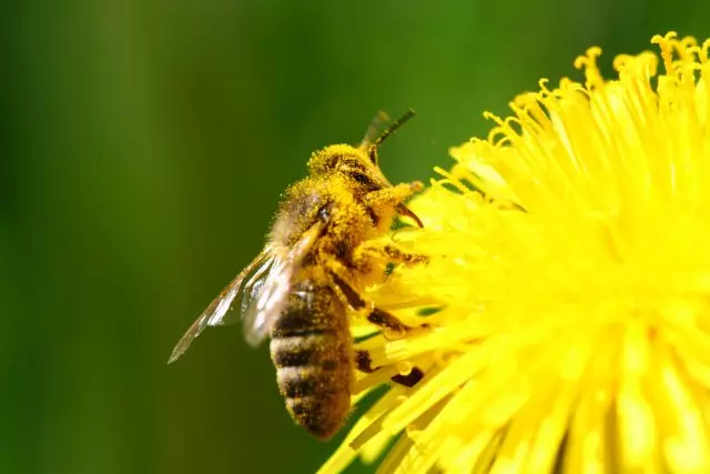 Abeja macro en flor de diente de león amarillo