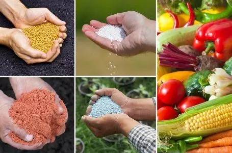 Fertilizantes en Chelitad Form - Kio ĝi estas kaj kion ili estas utilaj por plantoj 2391_4