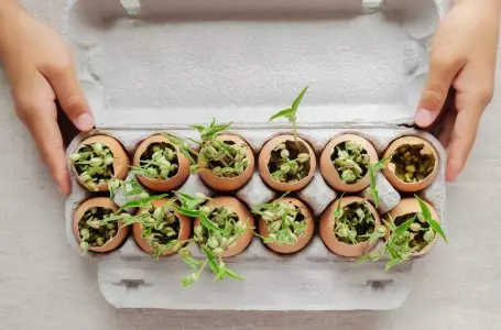 13 tozọ na-eto eto seedlings. Kedu ihe ị ga-ahọrọ? 2408_15