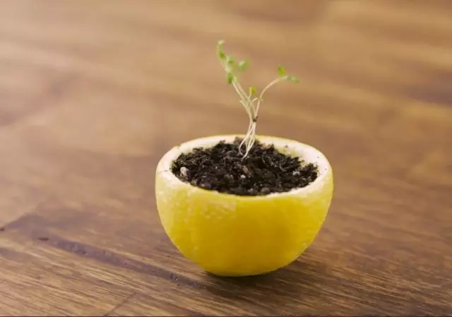 Seedling achicha citrus