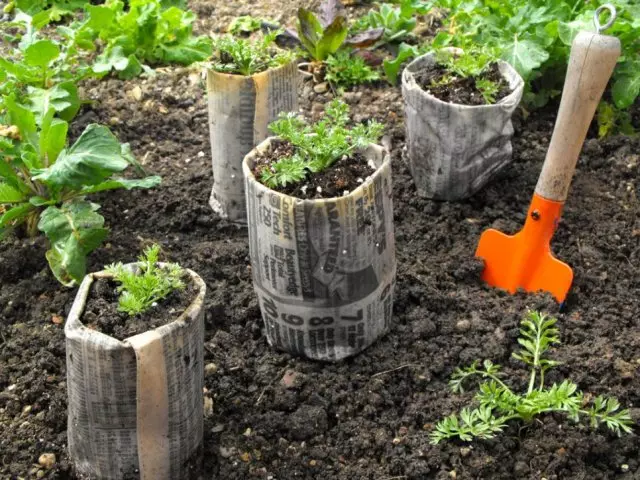 Seedlings yn bekers út kranten