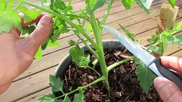 Klonen fan seedlings