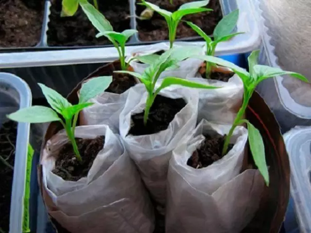 Seedlings na diaders