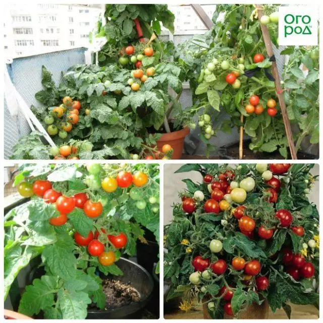 مجموعة متنوعة من الطماطم بينوكيو