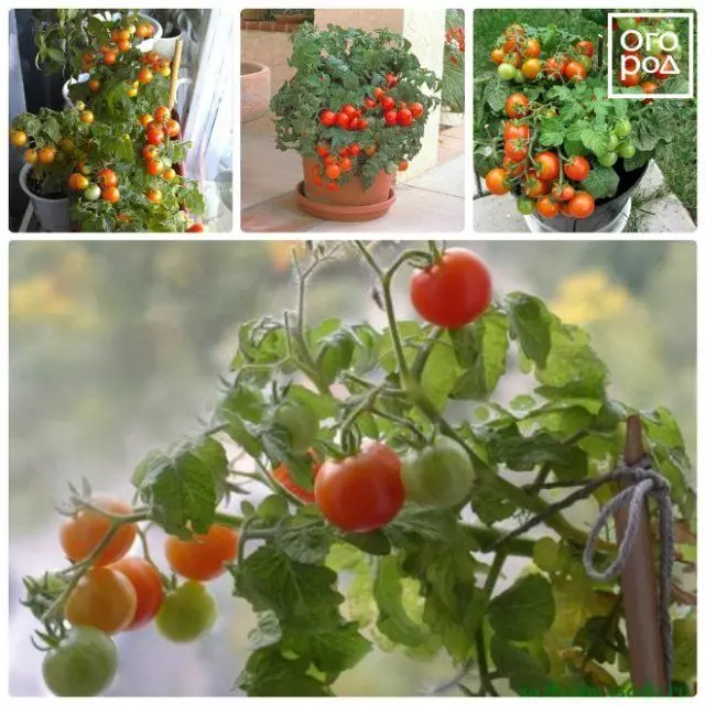 Keajaiban balkoni pelbagai tomato