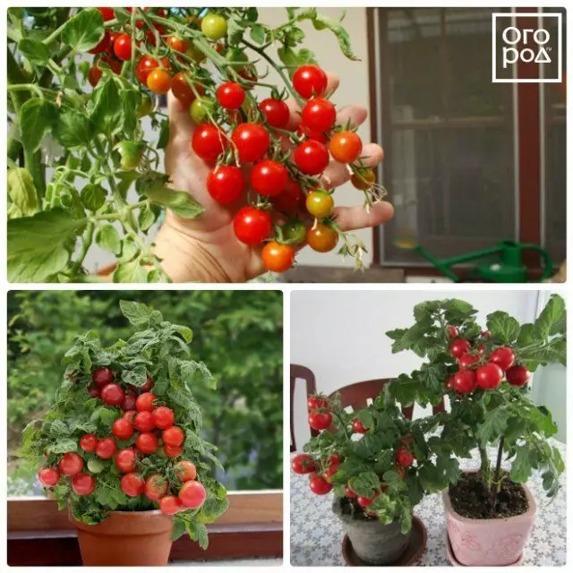 Tomato balkoni merah