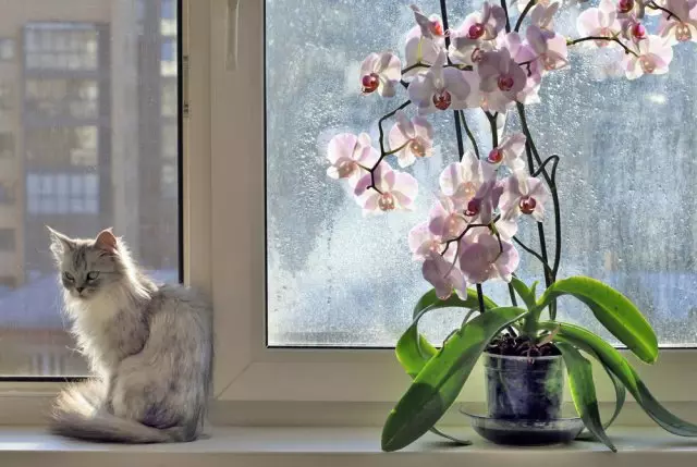 Ασφαλμένα λουλούδια για γάτες και σκύλους