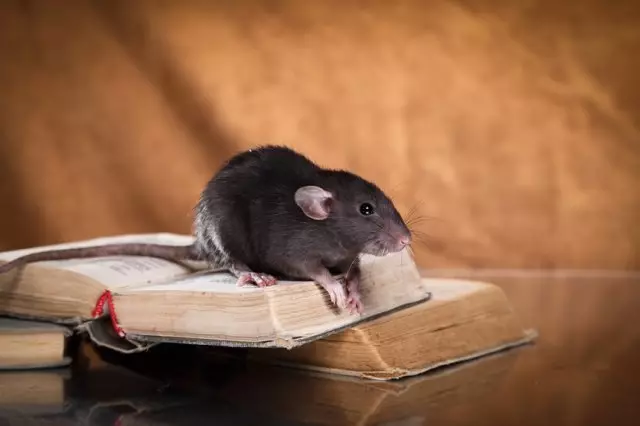 Rat en Book.