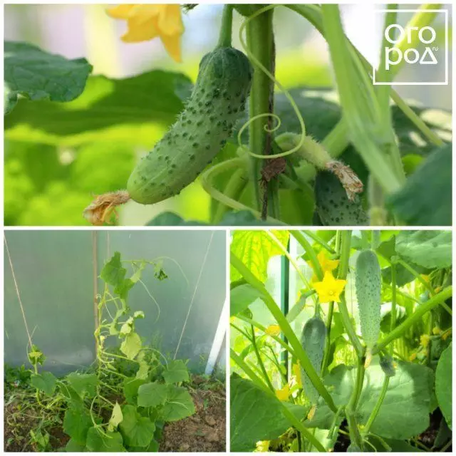 Dazzling Cucumbers