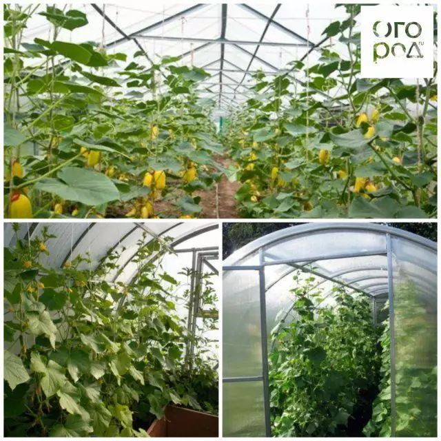 Polycarbonate Greenhouse