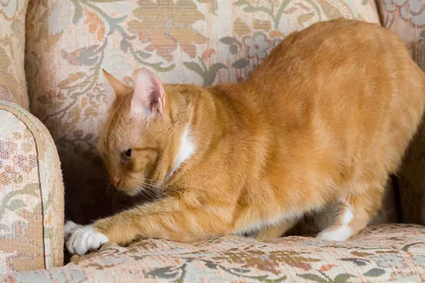 मांजर फर्निचर scratches