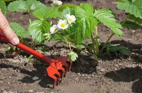 Fyrsta garðurinn þinn: Hvernig á að planta jarðarber vor í úti jarðar 2461_11