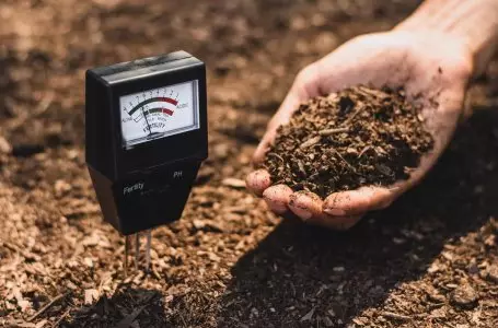 Ihr erster Garten: So pflanzen Sie eine Erdbeerfeder in einem Außenbereich 2461_5