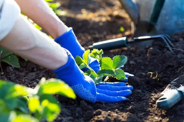 Hoe een aardbeiente in een buitengrond te zetten