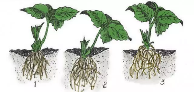 Hoe een aardbeiente in een buitengrond te zetten