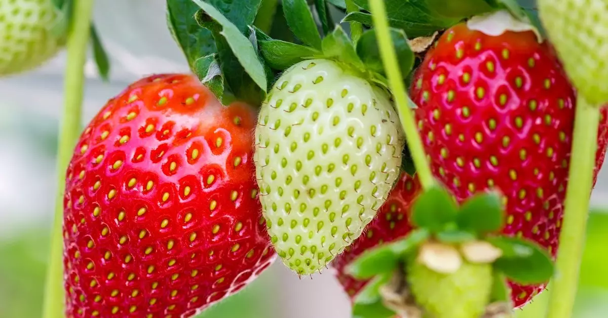 12 key moments when growing garden strawberries