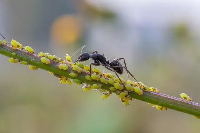 همزیستی مورچه ها و موج