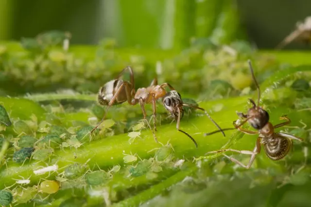 A simbose de formigas e pulgões. Formiga cuidando do seu rebanho. Macro.