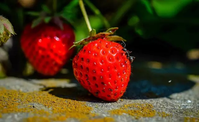 Mieren op een aardbei