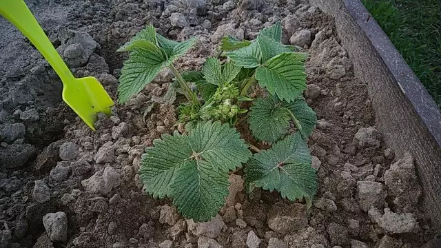 Aardbei in de bootonisatiefase