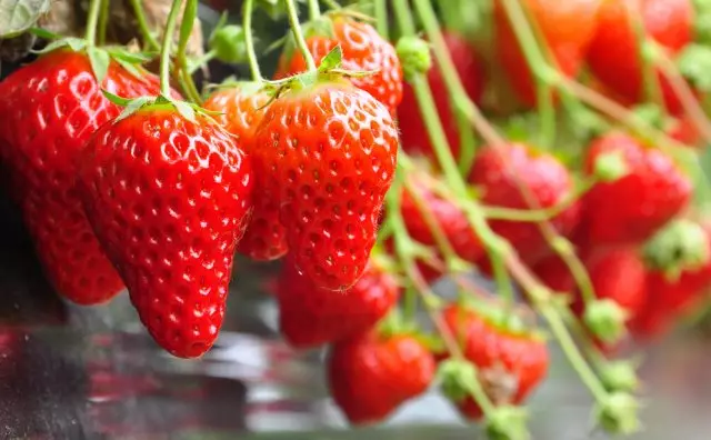 Harvesting strawberry