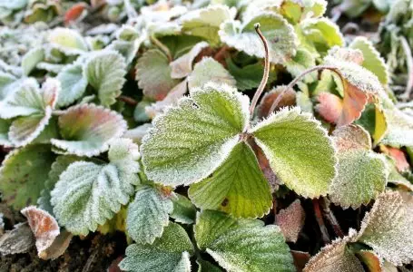 Plan voor de bescherming van aardbeien van ziekten en ongedierte voor het hele seizoen 2467_18