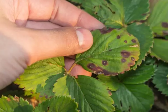 Diseases of strawberry